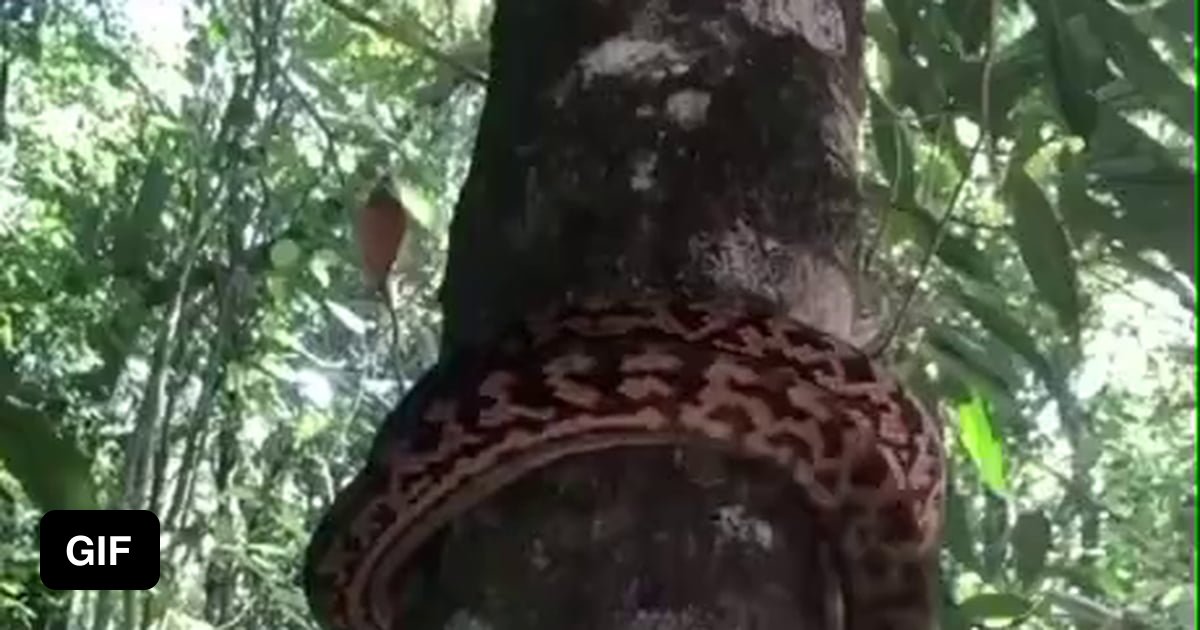 Question: how does a snake climb up a tree? - 9GAG