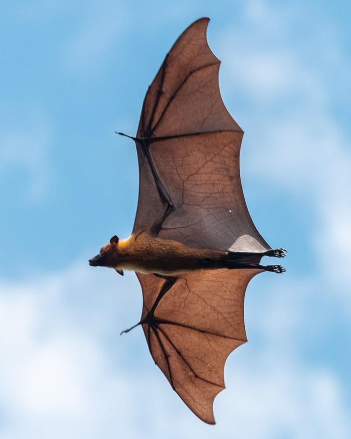 Bat wings are actually very large hands. Each wing has a thumb and four ...