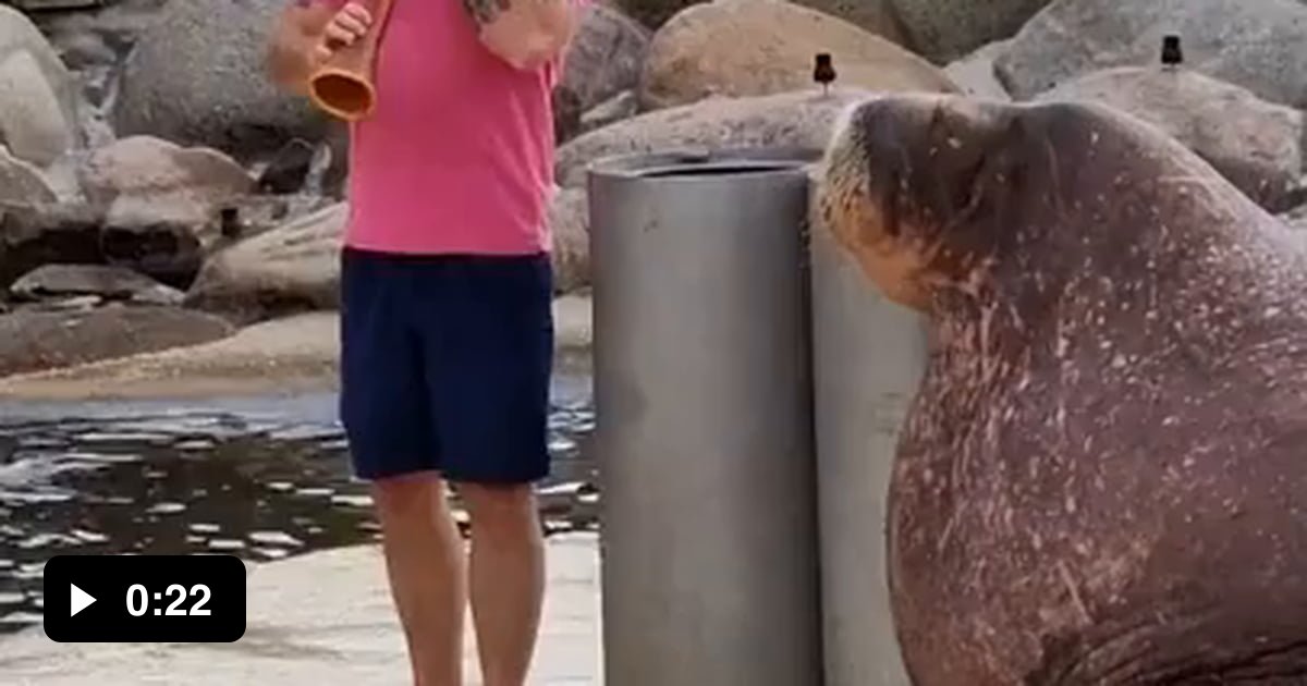 🦭 The walrus' mighty breath. - 9GAG