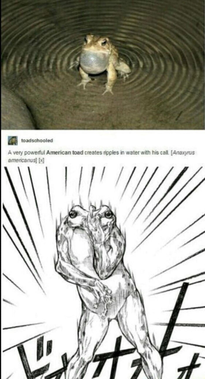 The very powerful American Toad, the sound and water waves creator - 9GAG