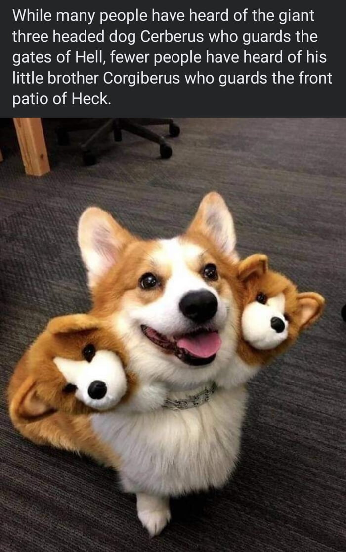 One heckin good pupper - 9GAG