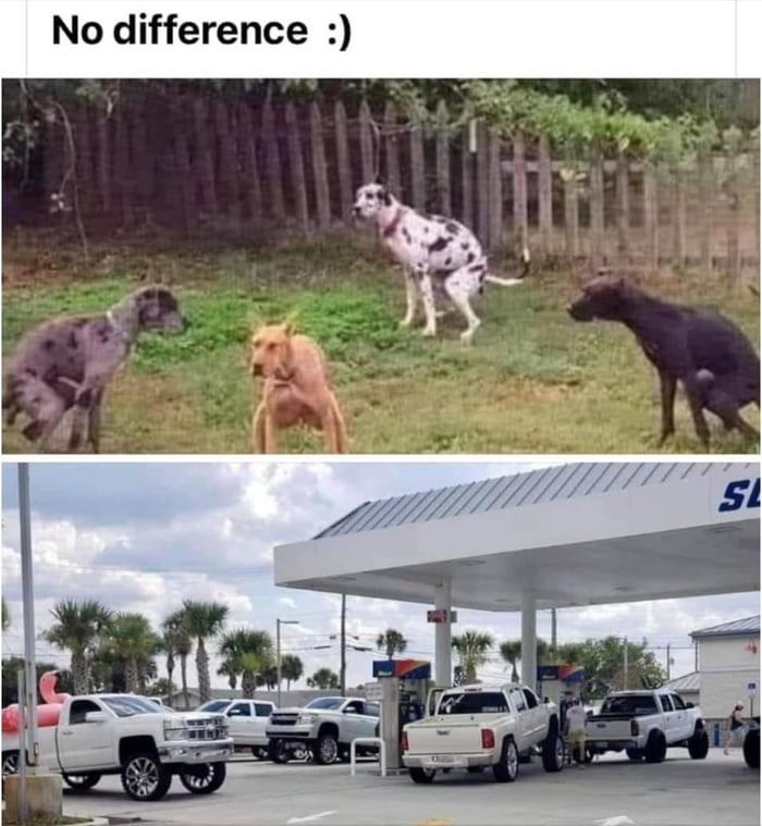 Carolina squat looks an awful little the squats dogs to when shitting. Probably the same amount ...