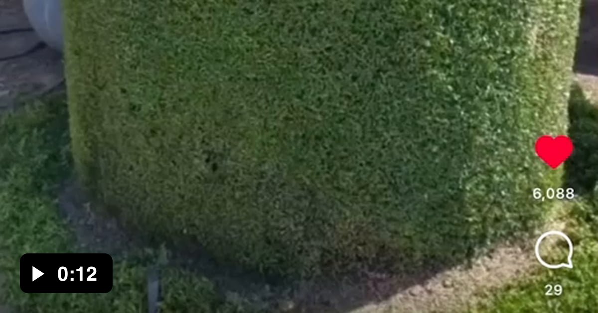 This hedges hair cut - 9GAG