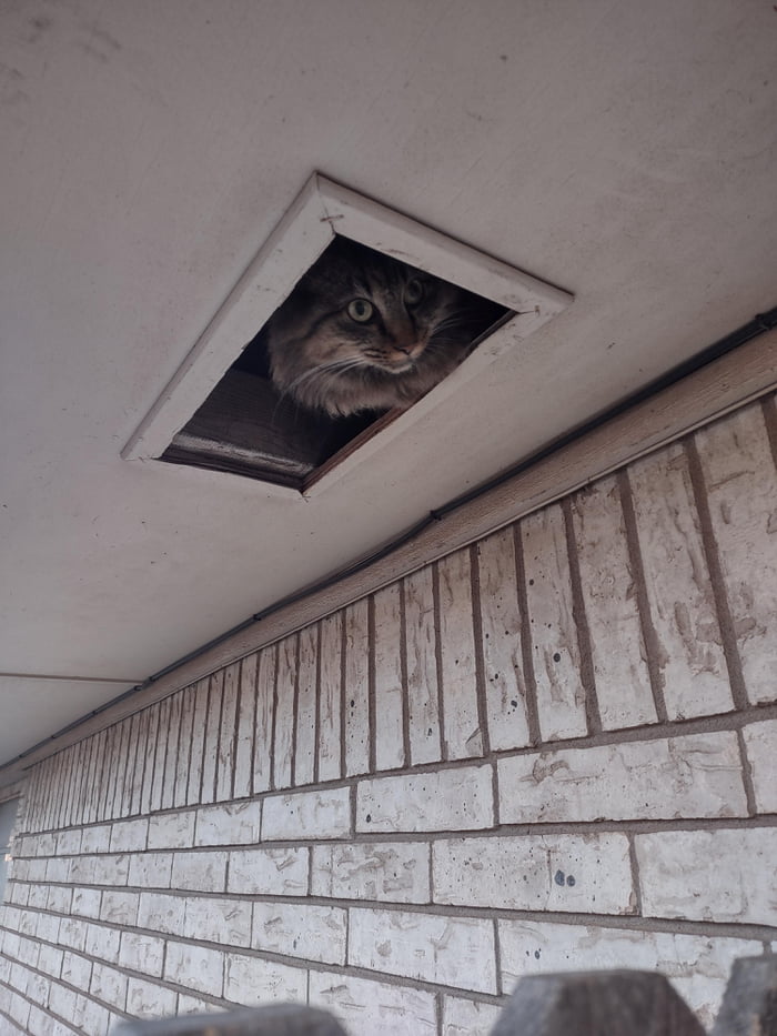 Attic Cat, The Forgotten Assassin - 9GAG