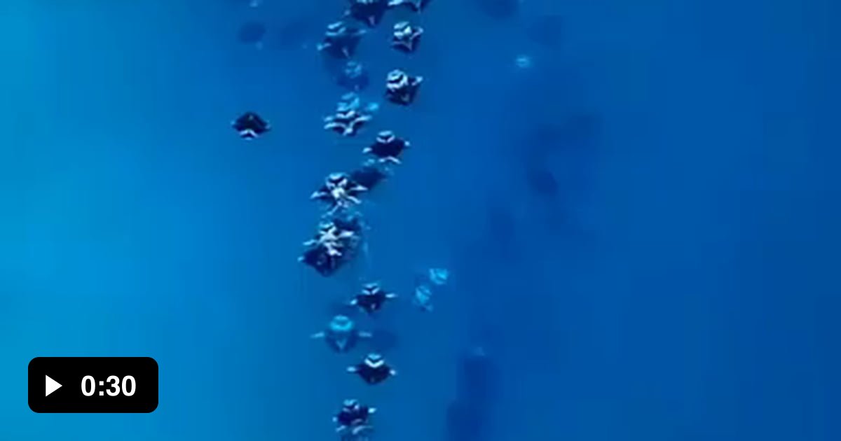 This is what a Manta Ray Vortex looks like - 9GAG