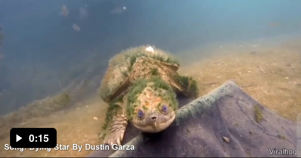 This super old snapping turtle - 9GAG