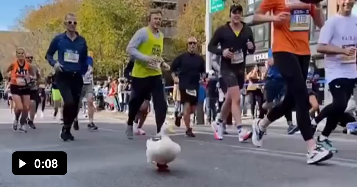 Duck runs a marathon!! - 9GAG