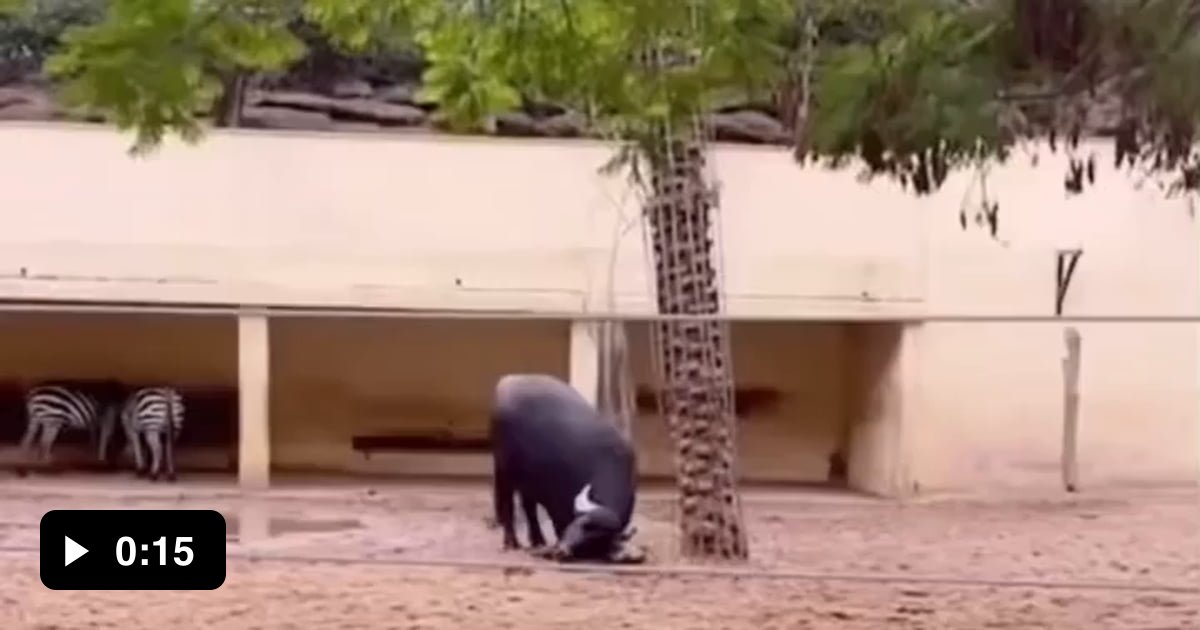Bull helps a turtle stuck on his back - 9GAG