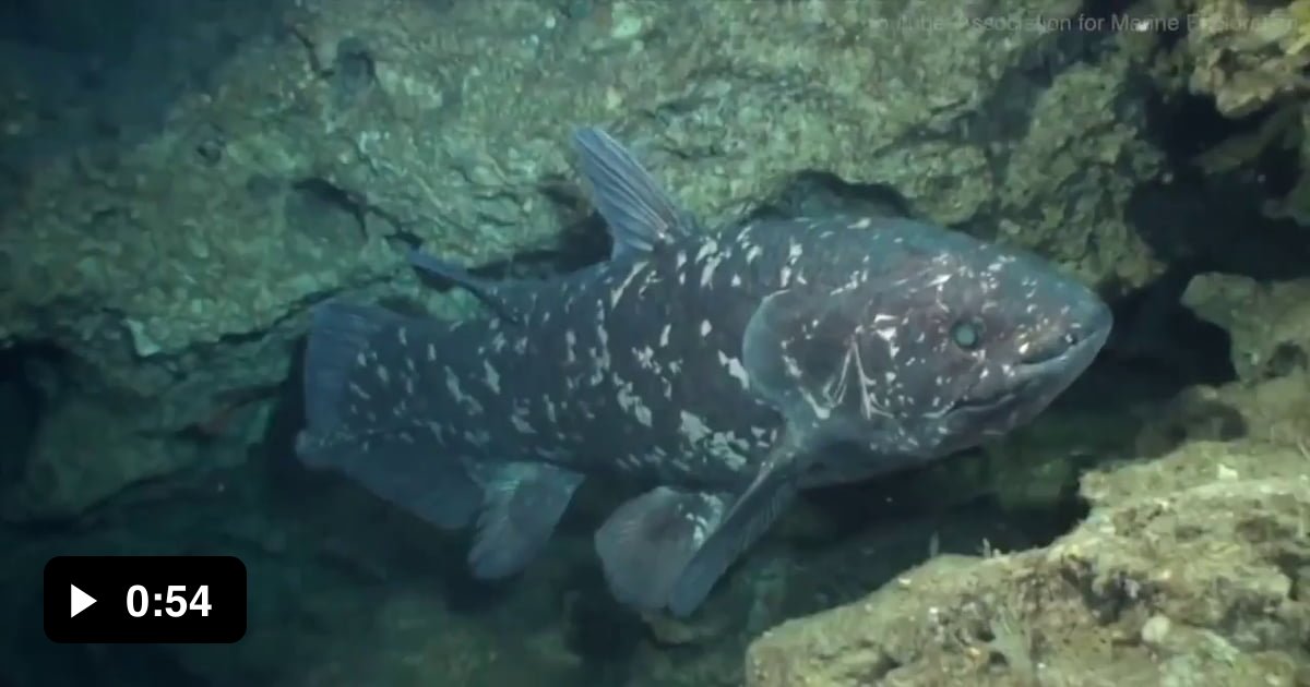 The coelacanth (pronounced SEE · luh · kanth) is a fish long thought ...