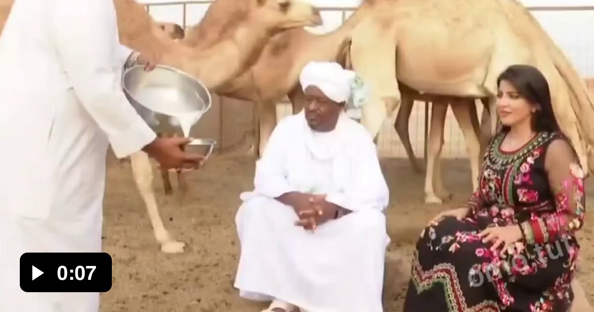 Jealous camel - 9GAG