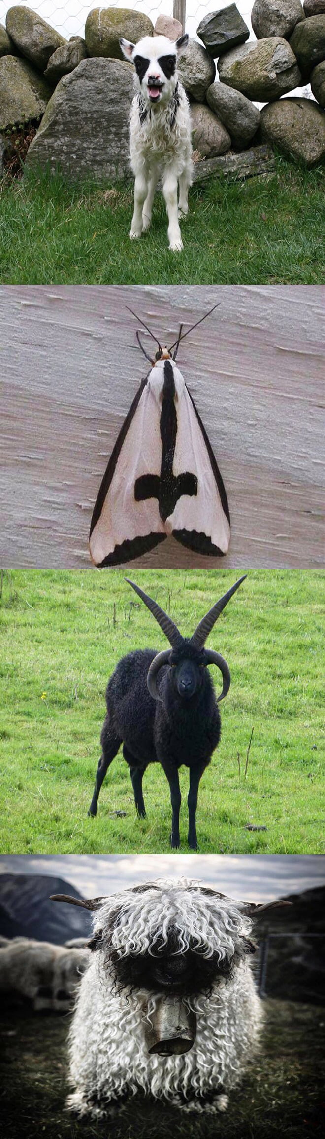 The Most Metal Animals Ever - 9GAG