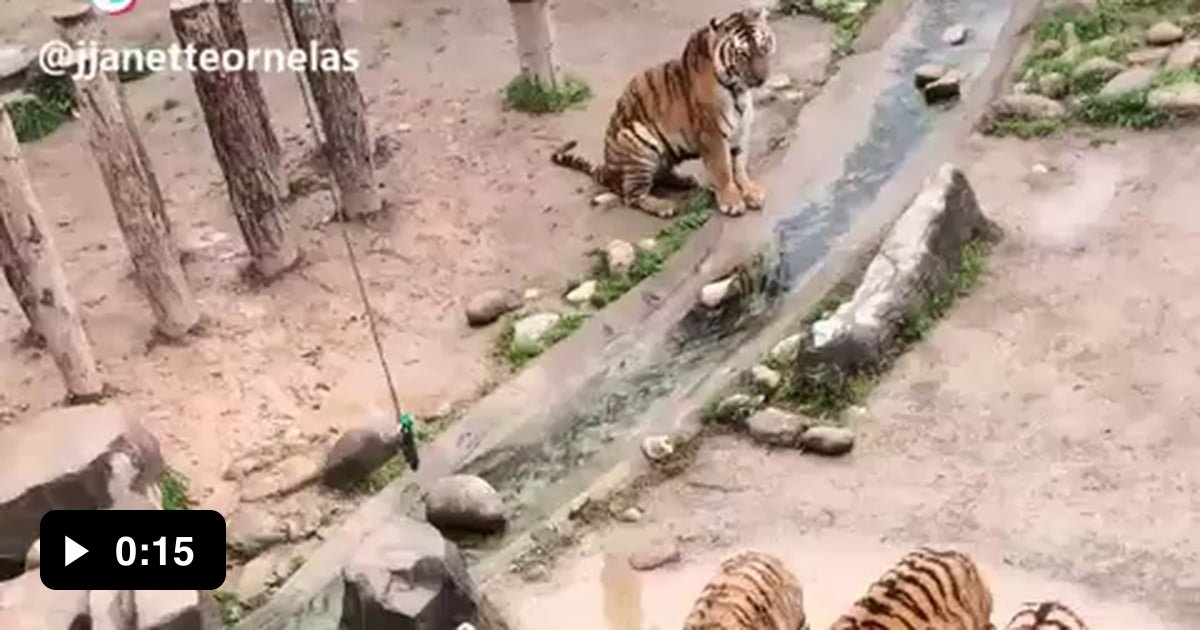 VIcIOUS zoO KeePeR DRowNS KItTENS bY PRetenDIng tO helP ThEM TO LEarn ...