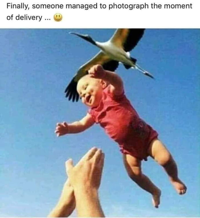 Proof that storks bring babies to families. - 9GAG
