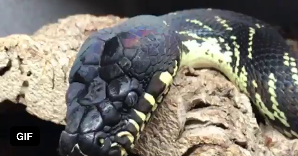 Boelen’s python realigning its jaw - 9GAG