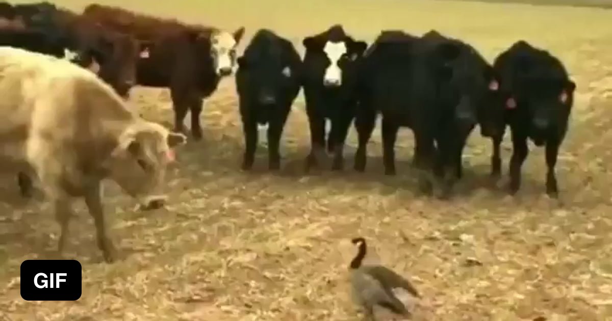 A badass goose... - 9GAG