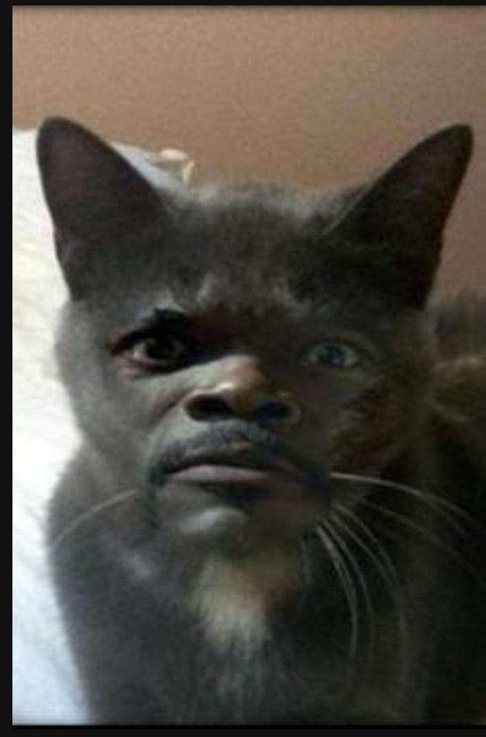 Meow meow motherf**ker - 9GAG