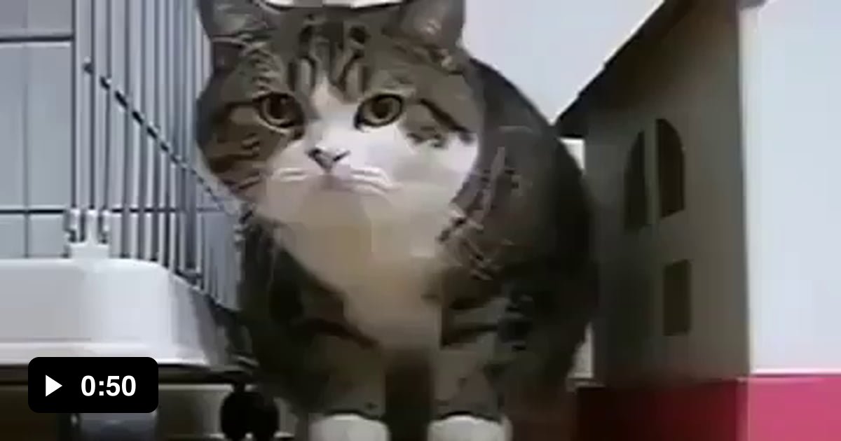 *MEOW intensifies* - 9GAG