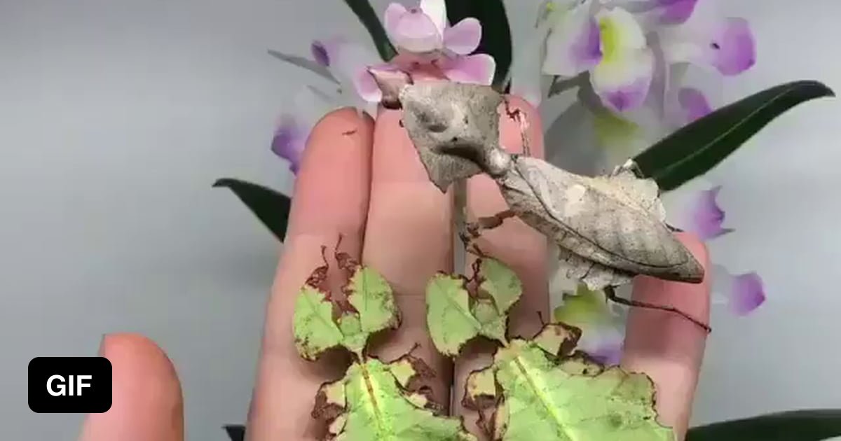 Handful of leaf insects - 9GAG