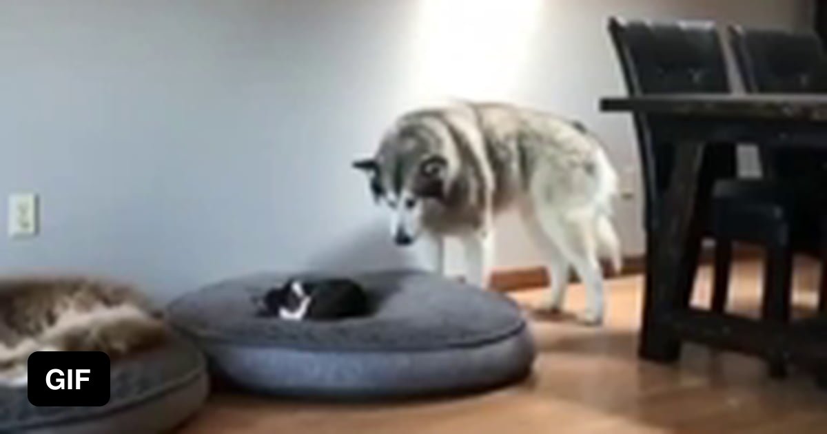 Doggo is lying on the edge of his bed because he doesn't want the cat ...