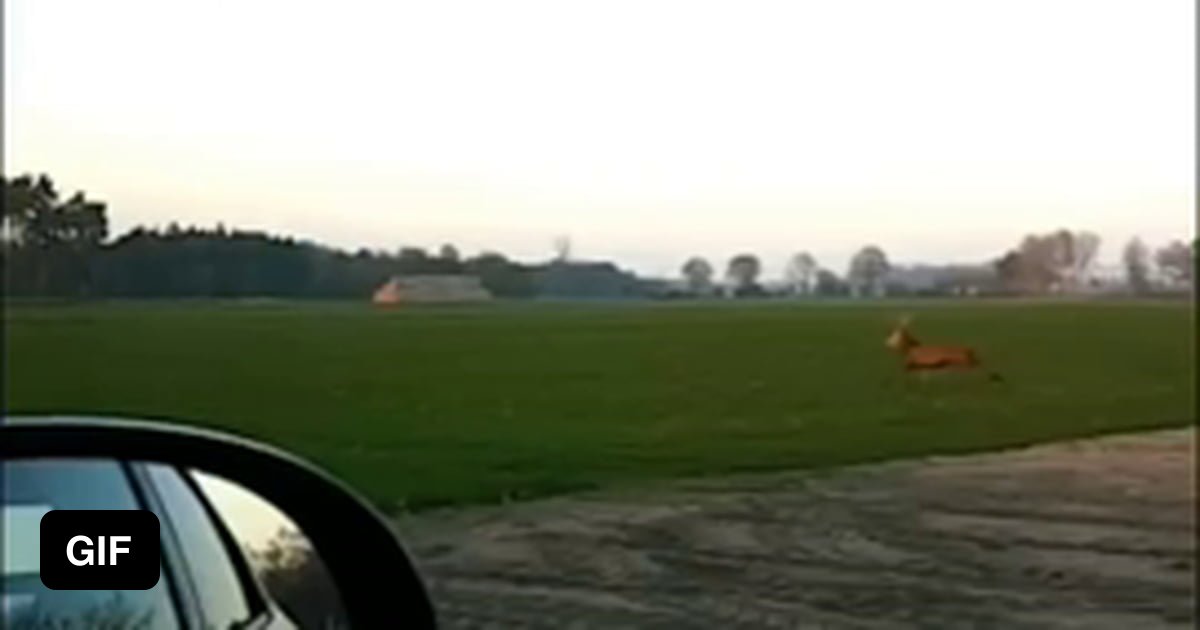 This deer jumping over a car at full speed - 9GAG