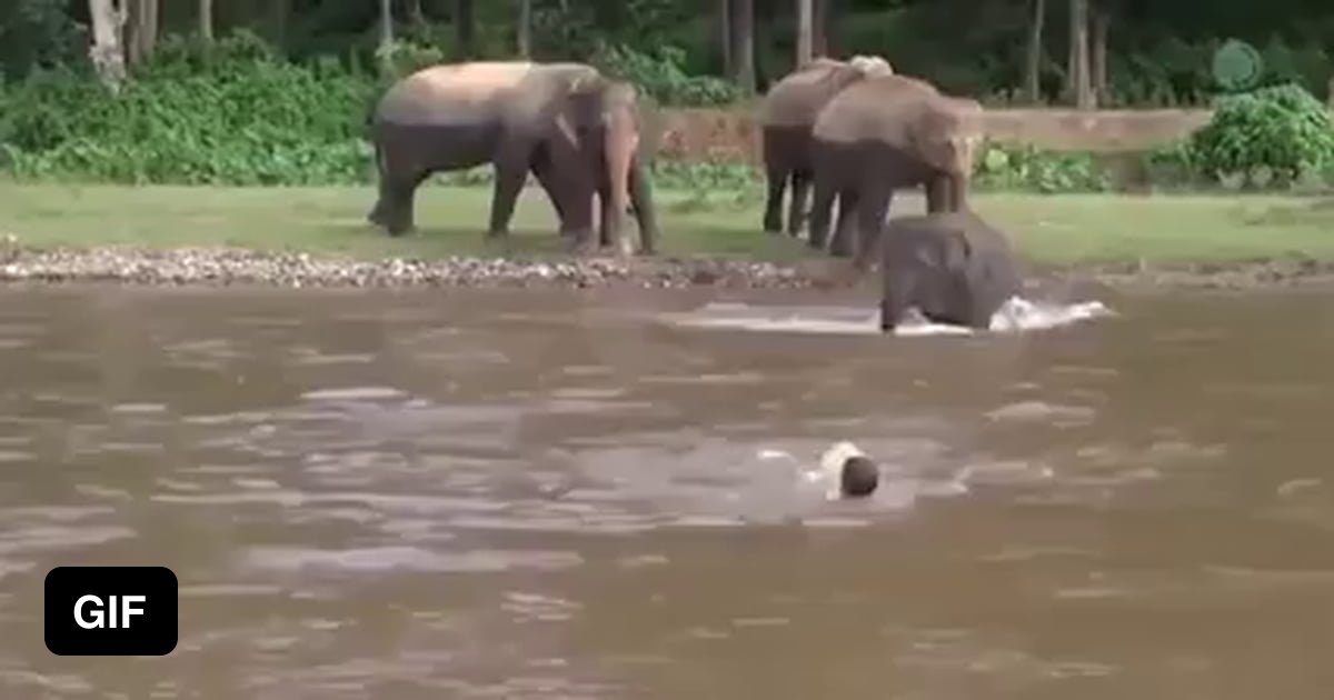 Elephant helps out a human - 9GAG