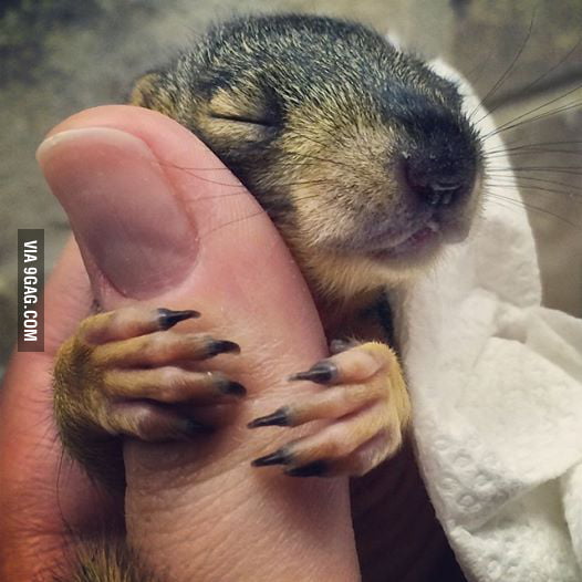 A hug from a baby squirrel - 9GAG
