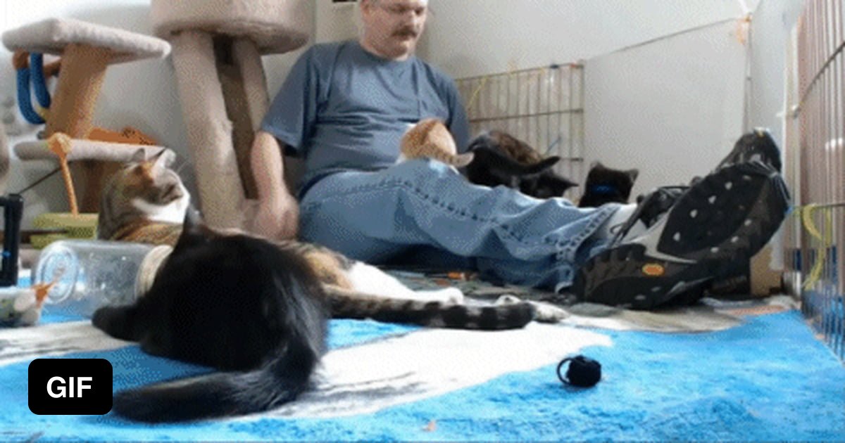 Kitten chain reaction - 9GAG