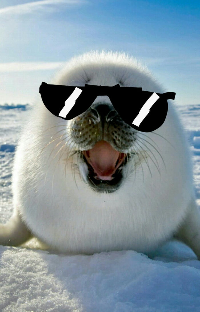 You Can Be Cool But You Can t Be Cooler Than This Seal Wearing Sun You Can Be Cool But You Can t Be Cooler Than This Seal Wearing Sun