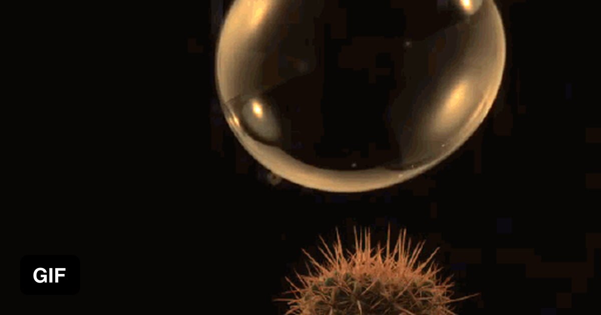 Bubble exploding on cactus in 110 fps - 9GAG