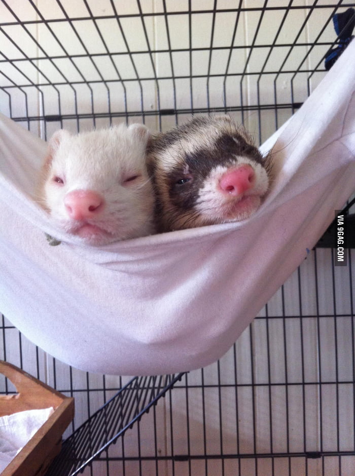 My ferrets being constantly adorable - 9GAG