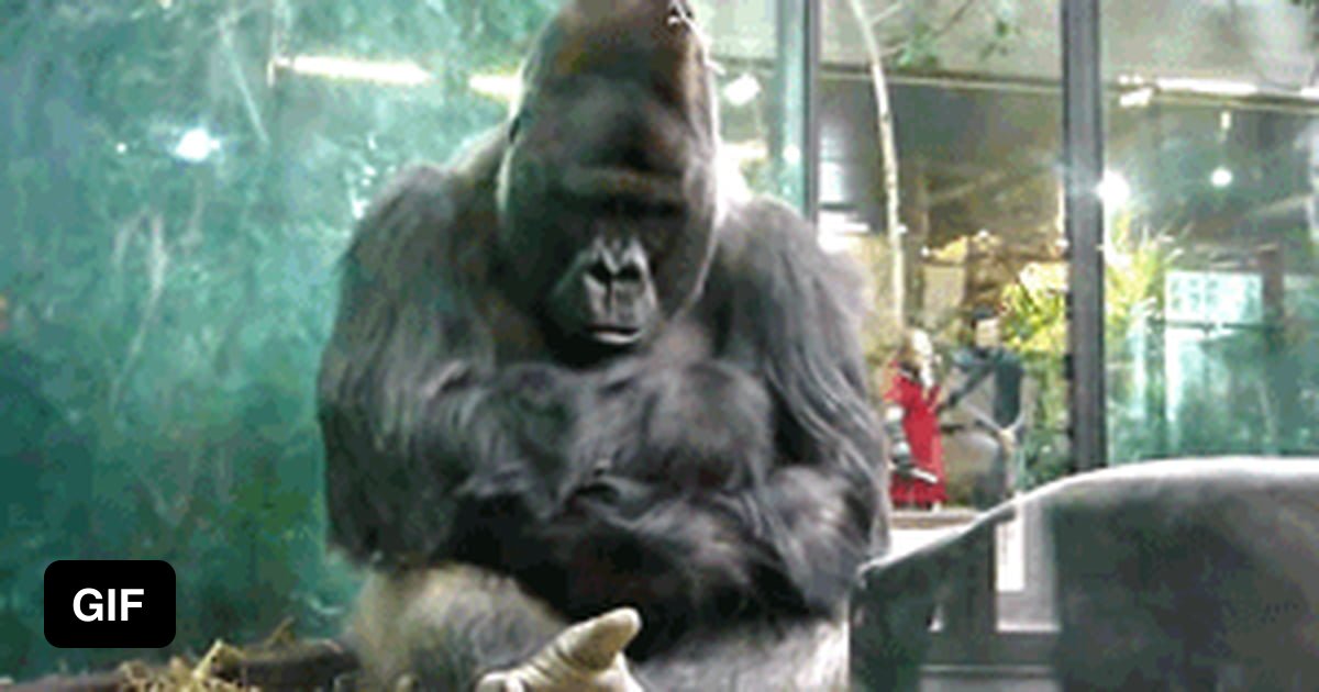 Gangsta Gorilla - 9GAG