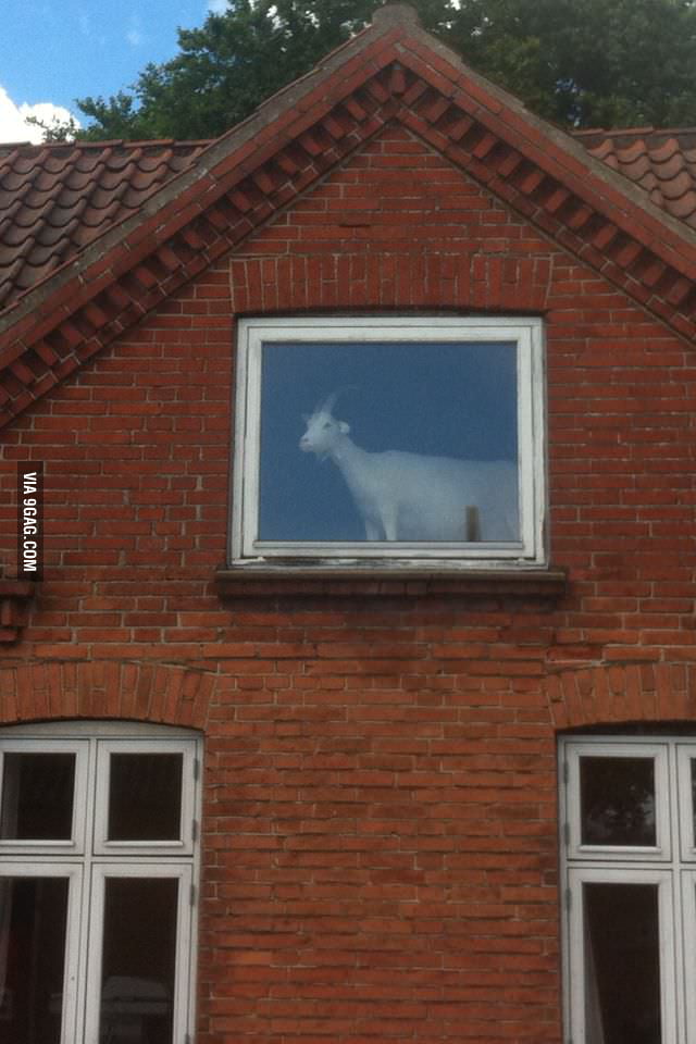 Meanwhile in Denmark..... - 9GAG