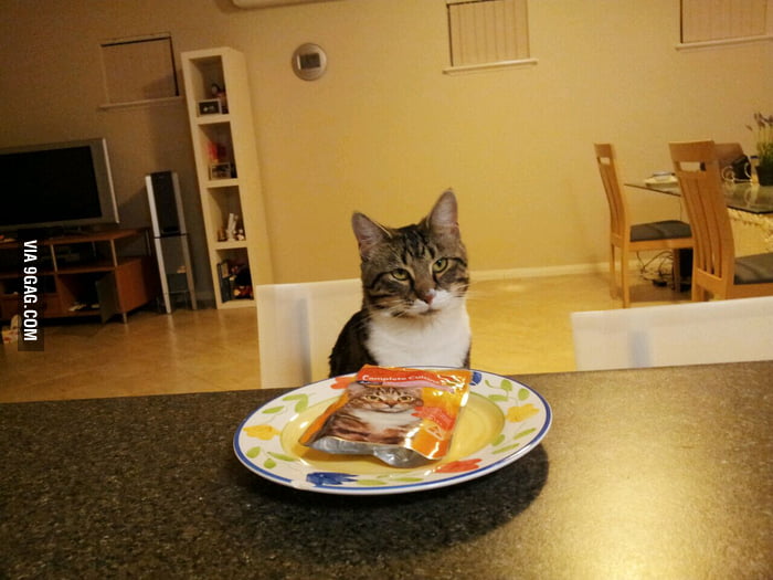 When my cat ask me for dinner - 9GAG
