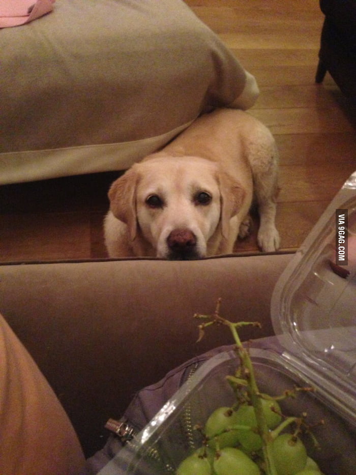 This is how my dog looks at me everytime I have food... - 9GAG