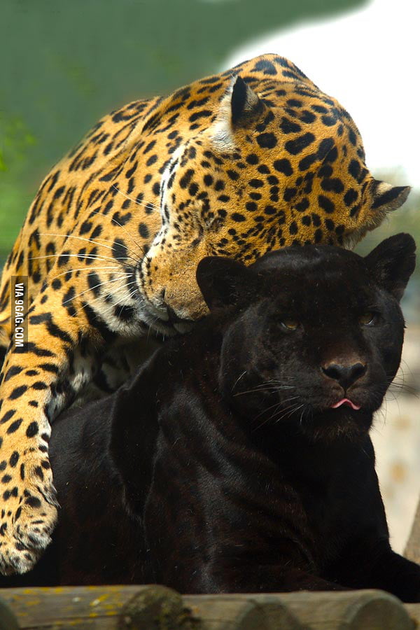 Brown leopard showing love to black leopard - 9GAG