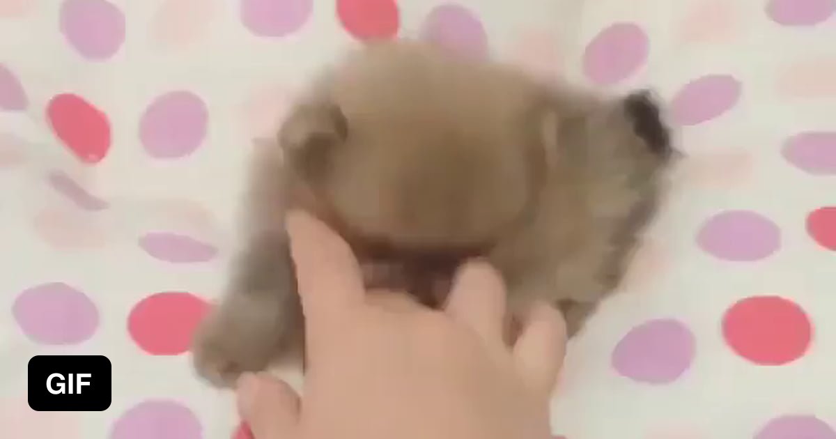Playing with a ball of fluff - 9GAG