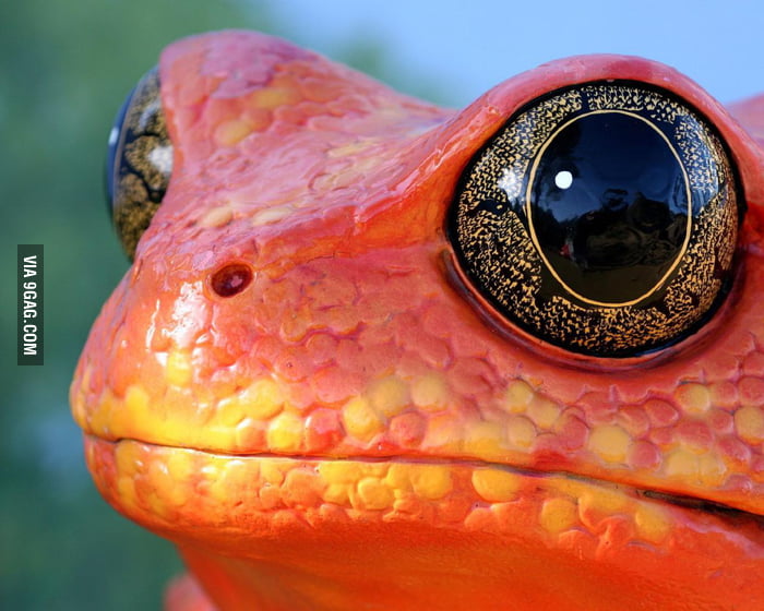 Tomato Frog - 9GAG