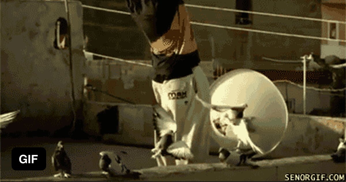 Pigeon backflip - 9GAG