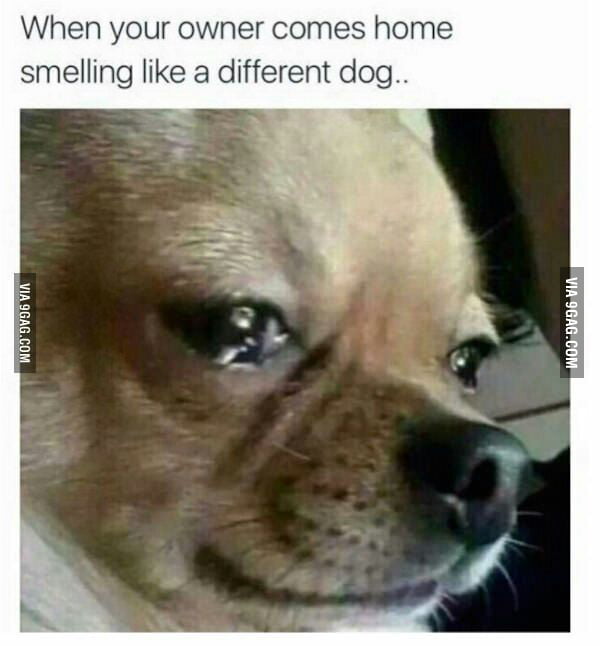 When your dog came home smelling like another human . - 9GAG