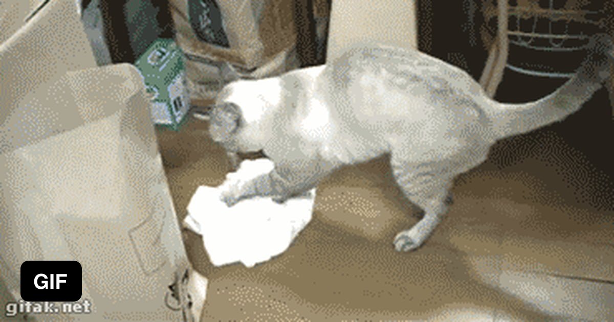 Pussy Cleaning 9gag 3749