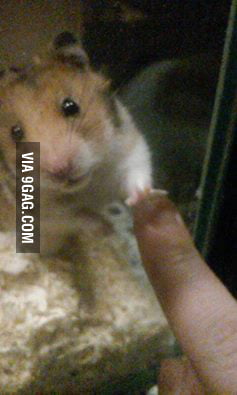 Just my hamster giving a high five - 9GAG