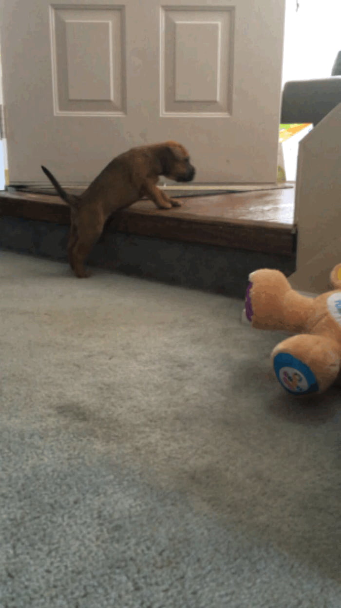 He tries so hard - 9GAG