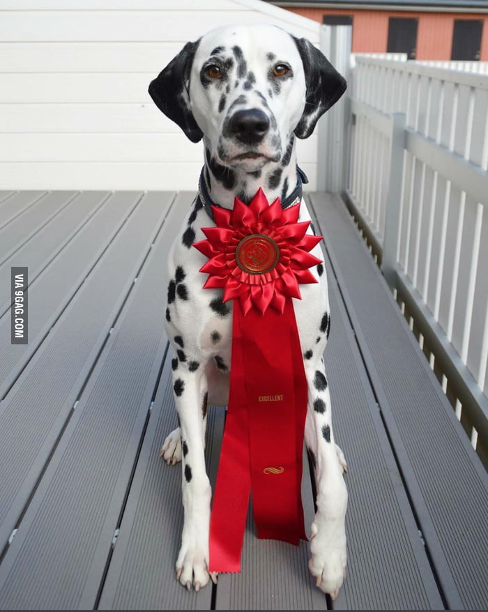 They spotted a winner! - 9GAG