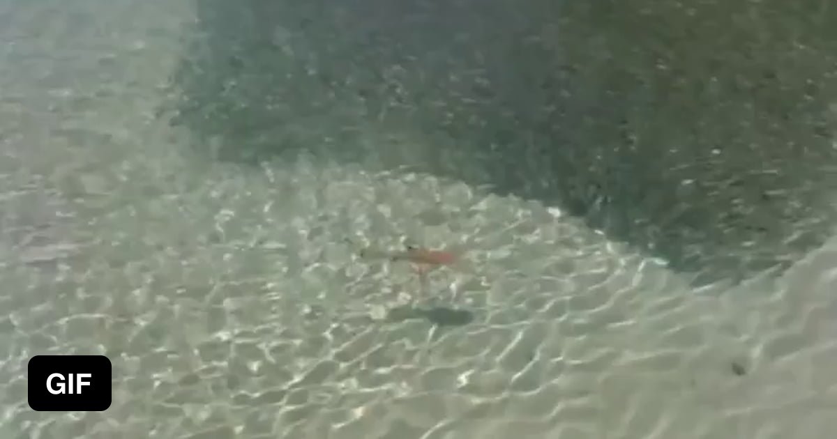 School of fish gets attacked. - 9GAG
