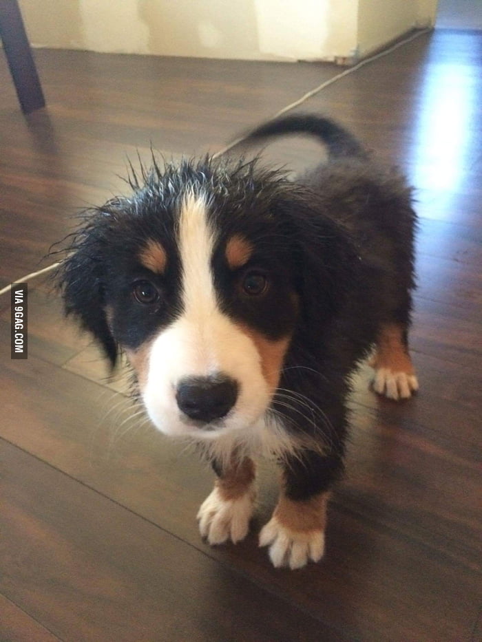 Why I'm all wet? - 9GAG