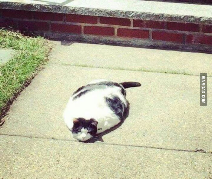 Weather is so hot the cat melted. - 9GAG