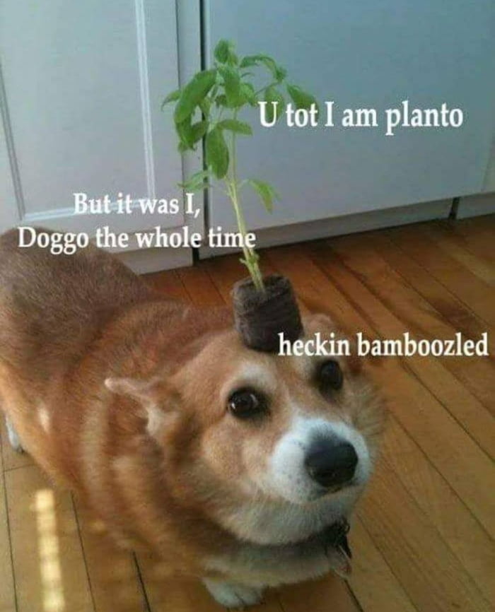 Bamboozled again - 9GAG