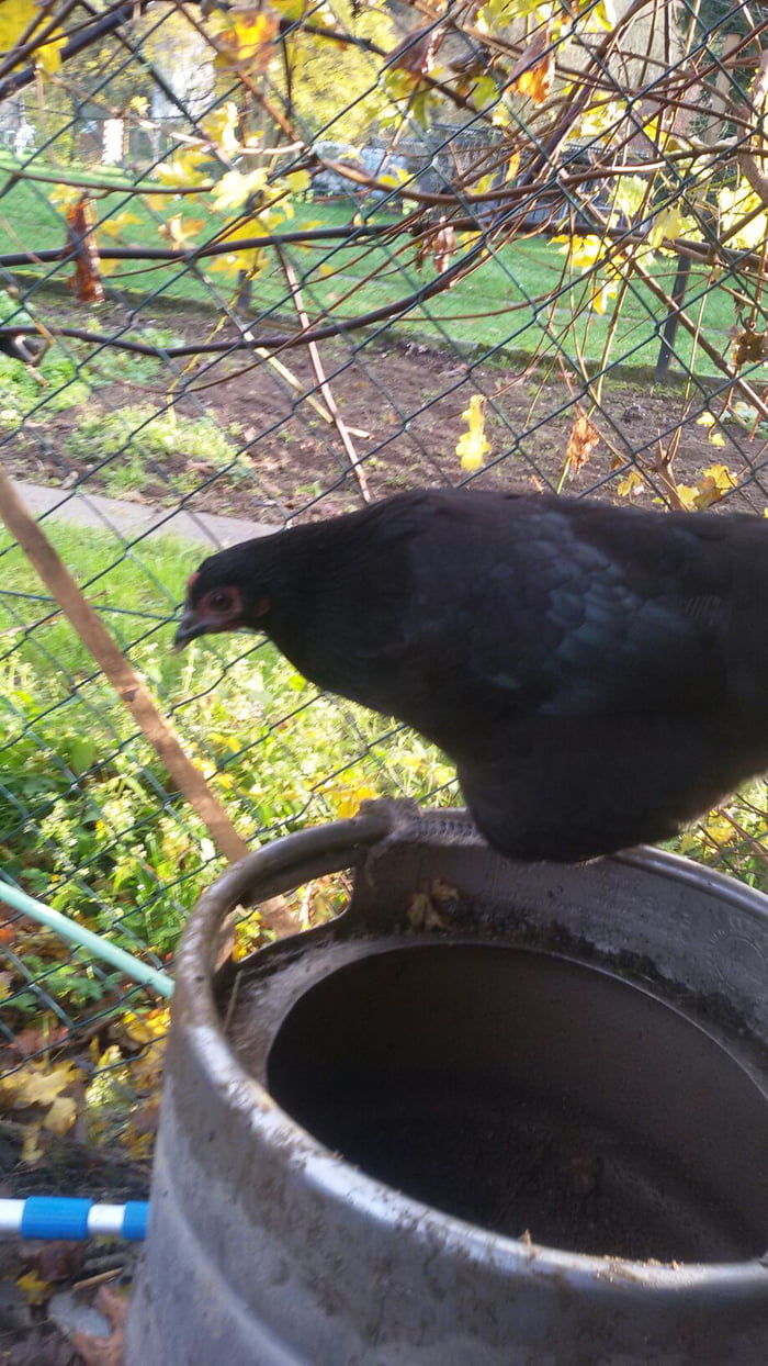 The mix of a chicken and a raven! - 9GAG