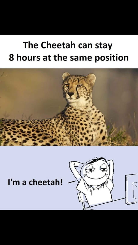 Best 30+ Cheetah fun on 9GAG