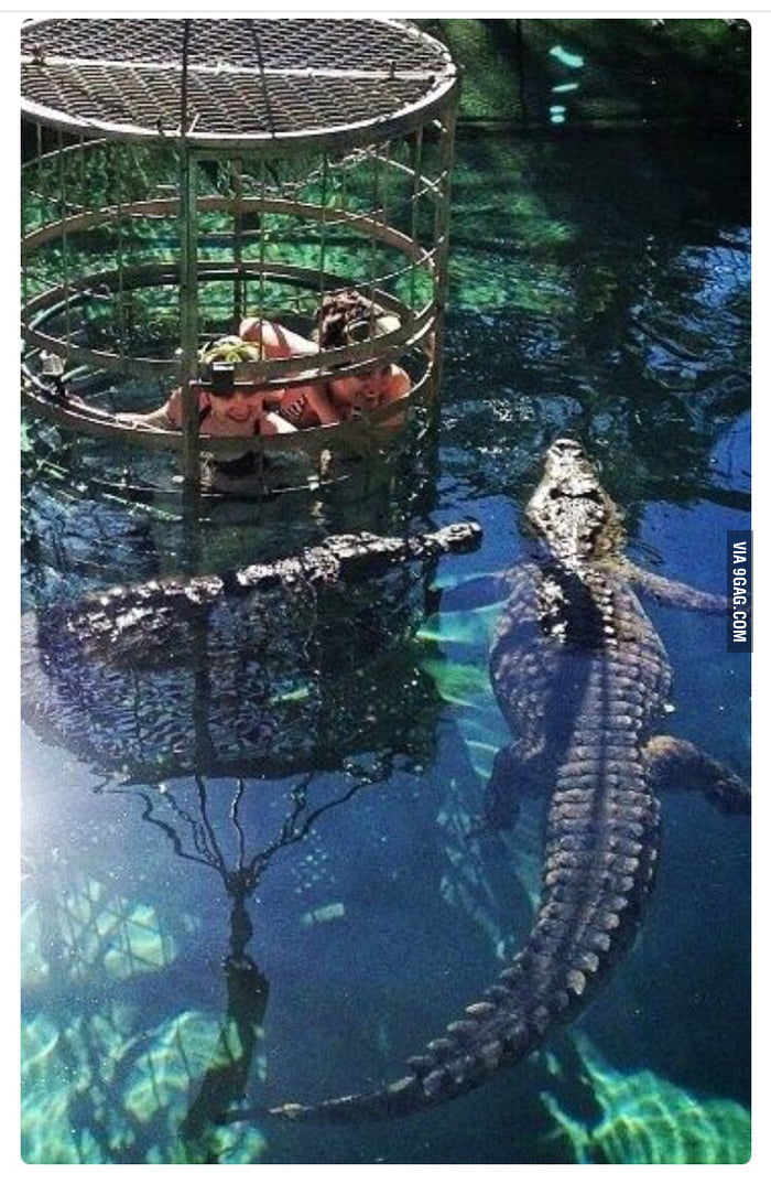Gator cage - 9GAG